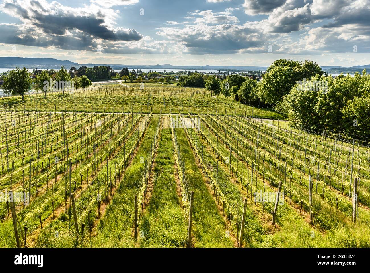 Vineyards on Reichenau Island, Lake Constance, Baden-Wuerttemberg ...