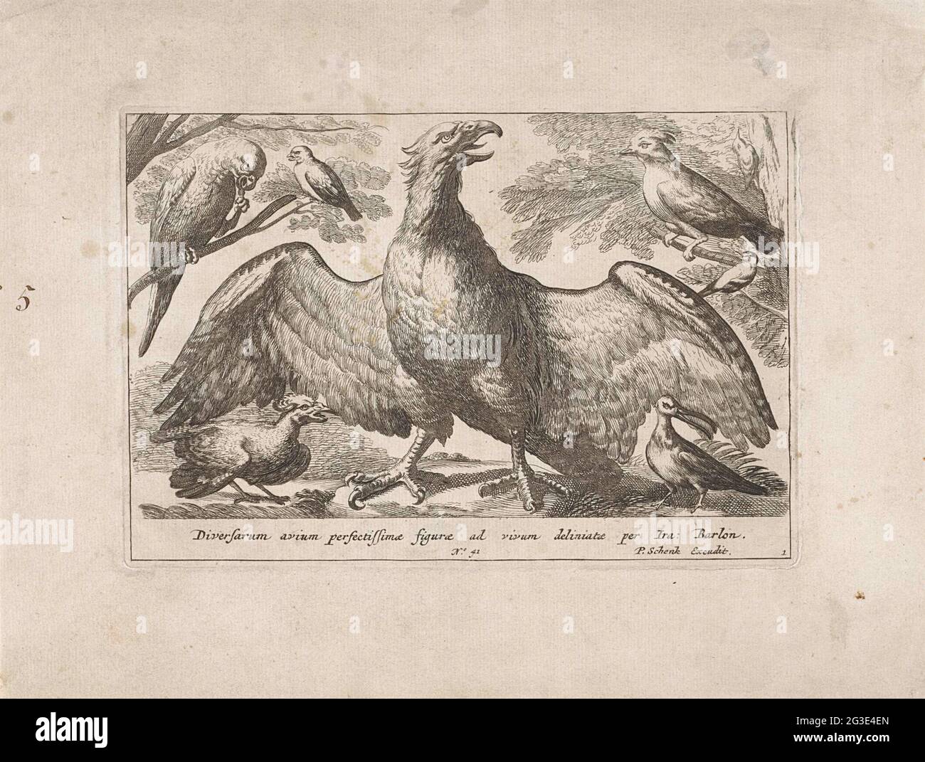 Arend and other birds; Different birds; Diversarum Avium Perfectissimae ...