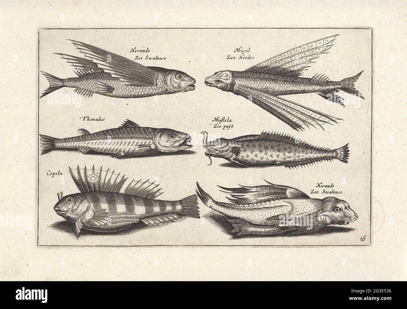 Six fishes; Fishing; PISCIUM VIVAE ICONES. Six different fish. Each ...