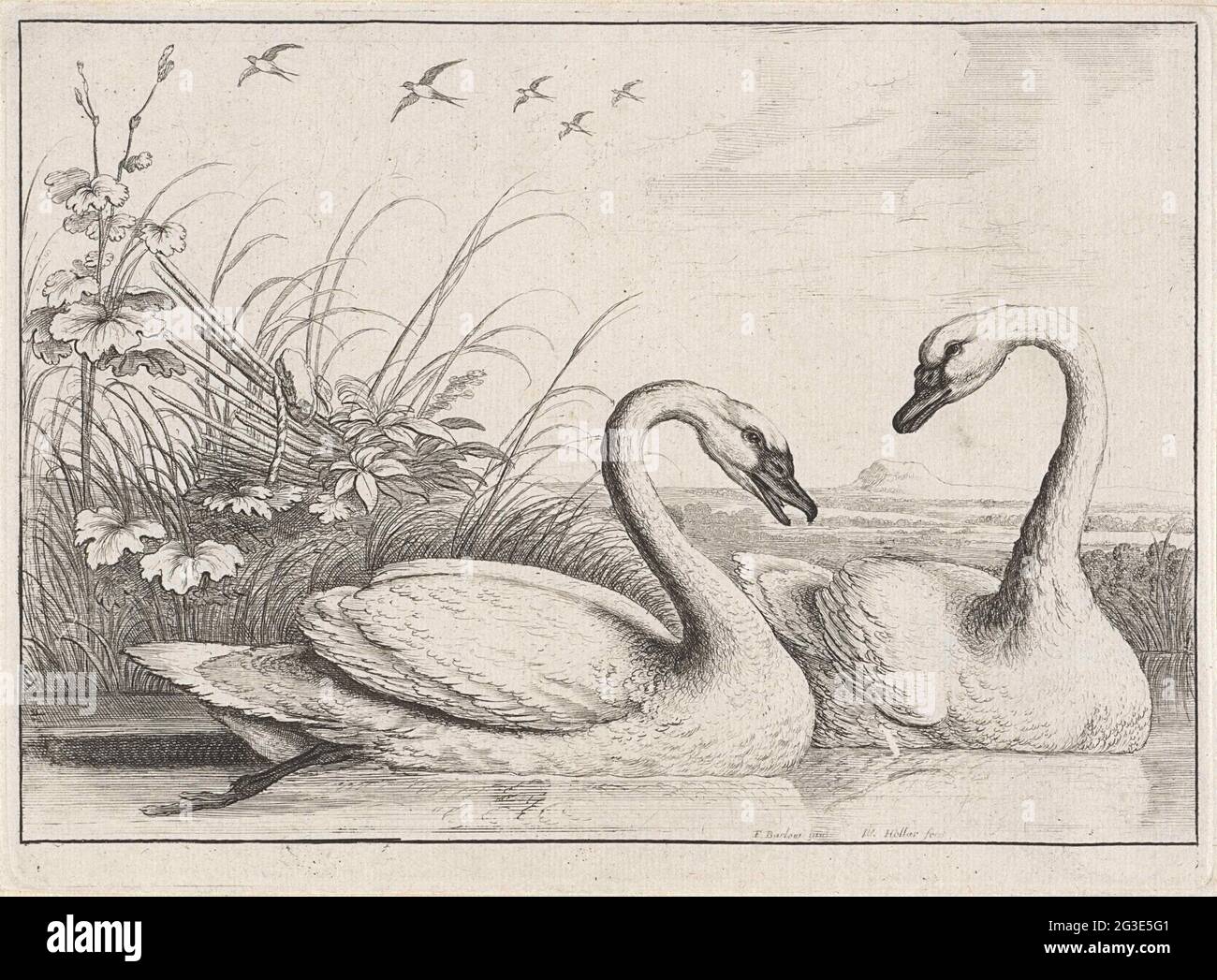 Two swans; Diversae avium species; Different birds. Two swimming swans ...