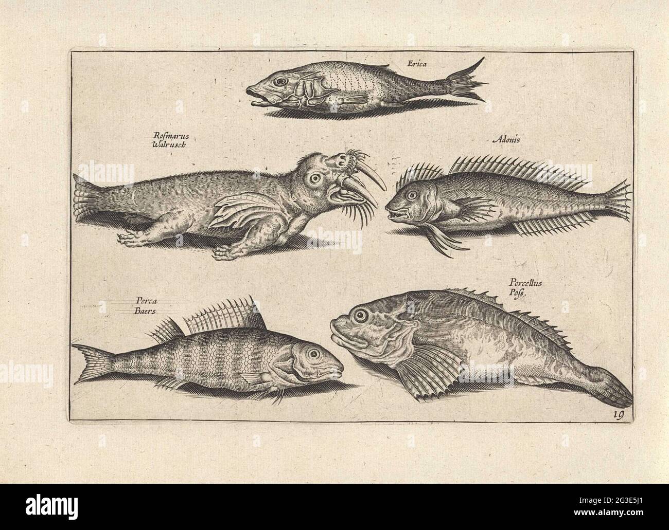 Four fish and a walrus; Fishing; PISCIUM VIVAE ICONES. Four different ...