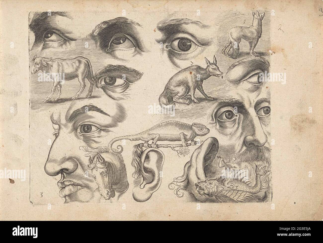 Study sheet with drawing examples: eyes, heads and animals; Drawing ...