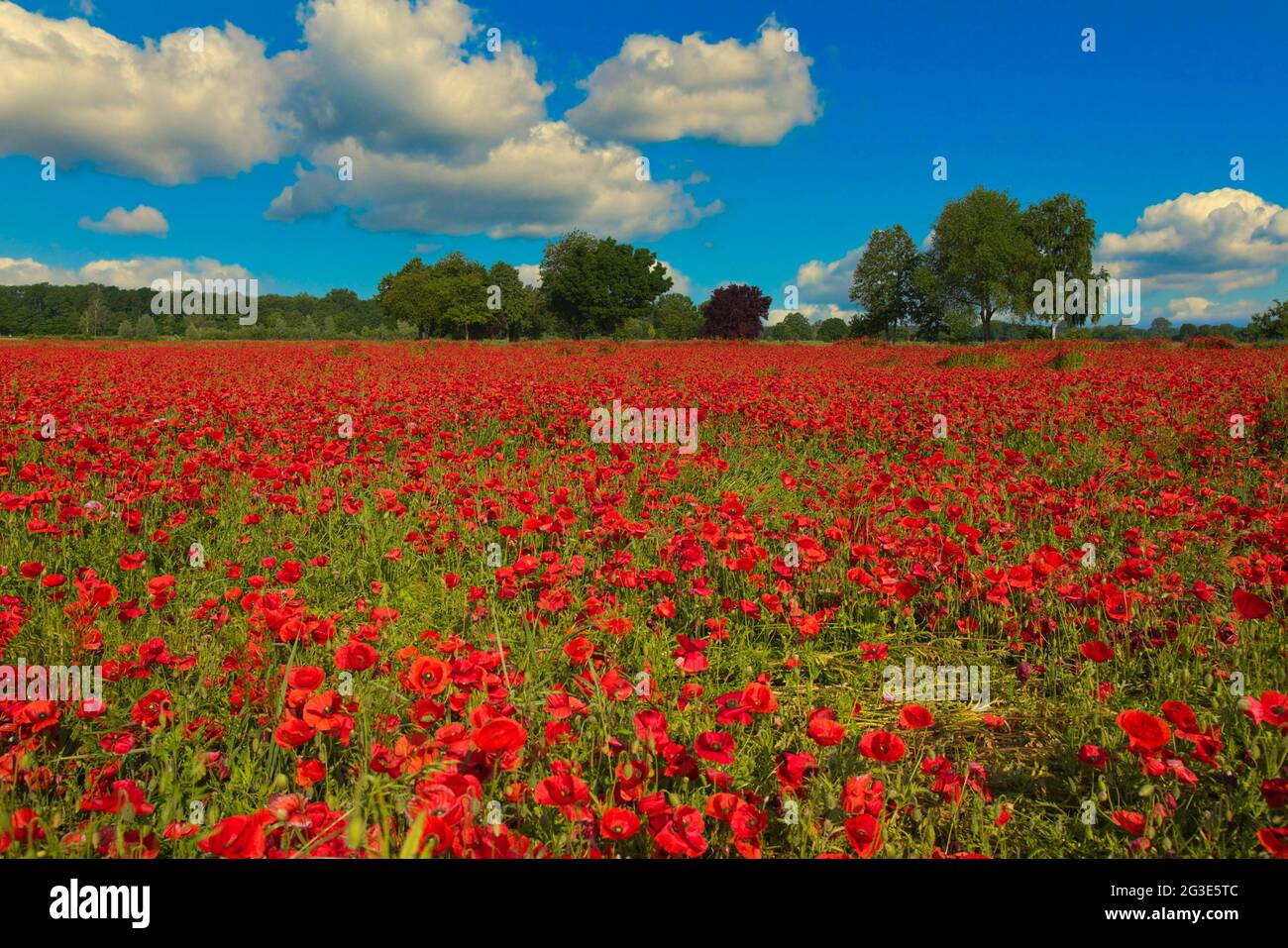 Poppy field in the Ortenau area in Germany Stock Photo - Alamy