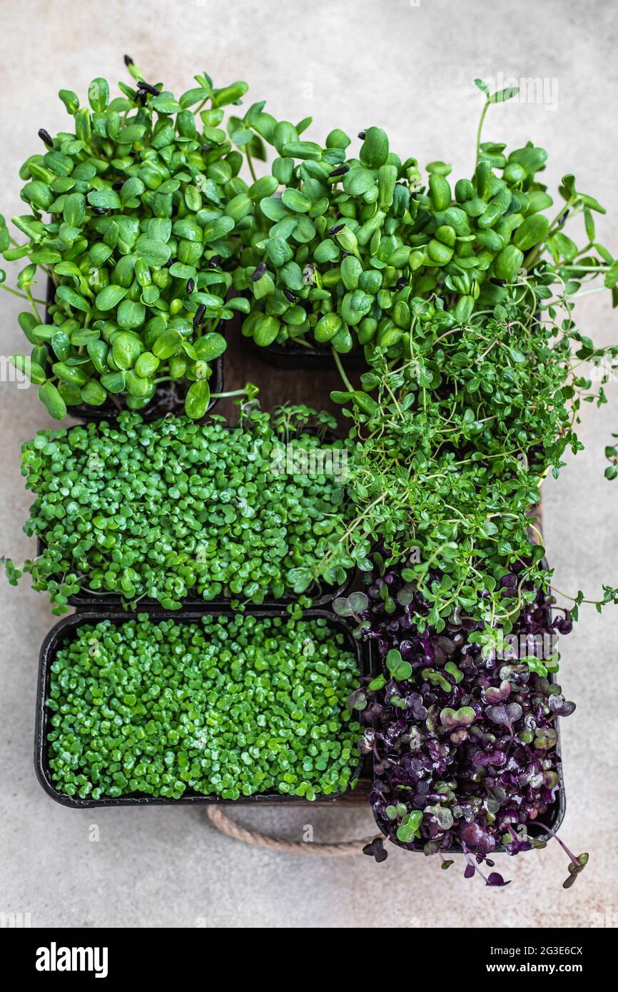 Different types of micro greens in containers. Seed germination at home ...