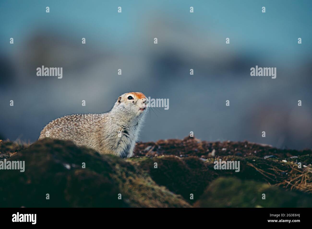 Long-tailed ground squirrel Stock Photo - Alamy