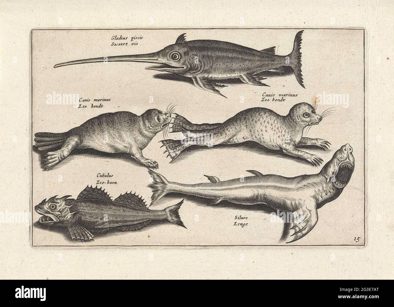 Five marine animals; Fishing; PISCIUM VIVAE ICONES. A swordfish, two ...