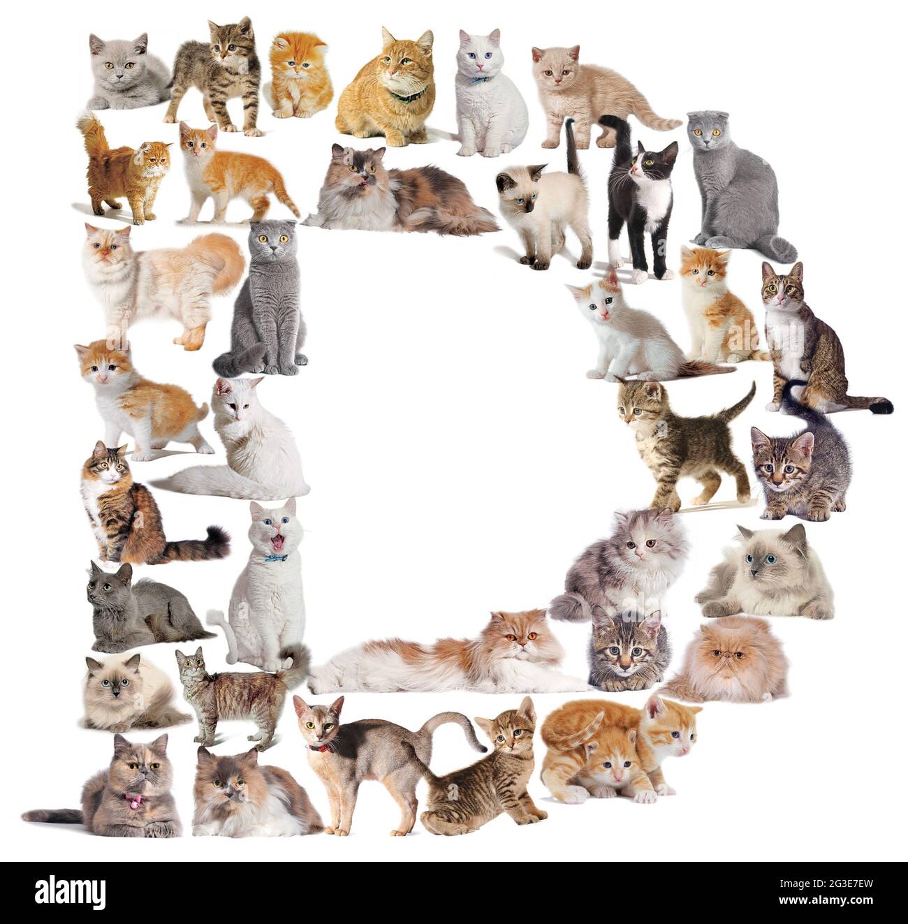 Letter design with cats, alphabet, the letter “D” Stock Photo - Alamy