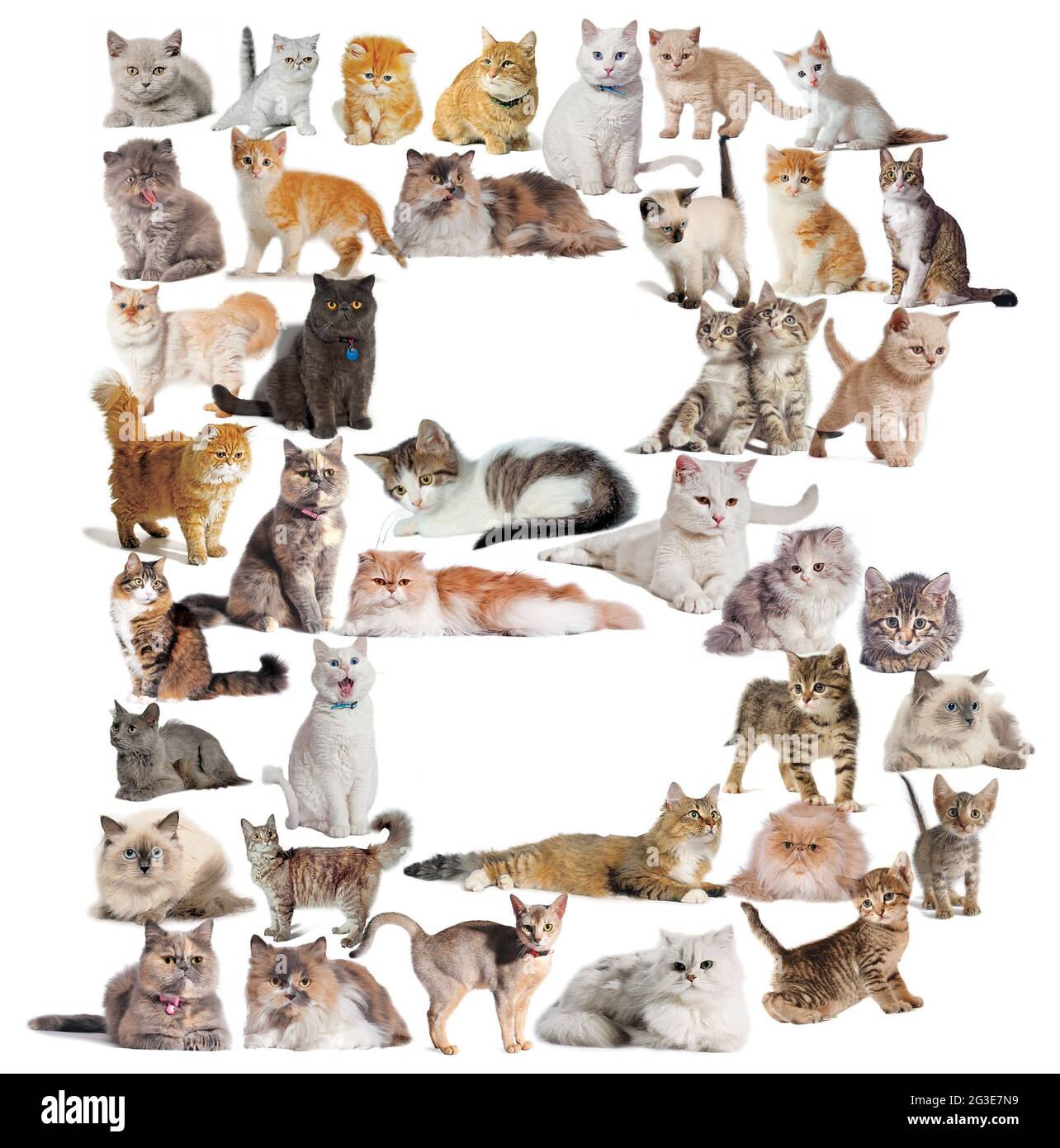 Letter design with cats, alphabet, the letter “B” Stock Photo - Alamy