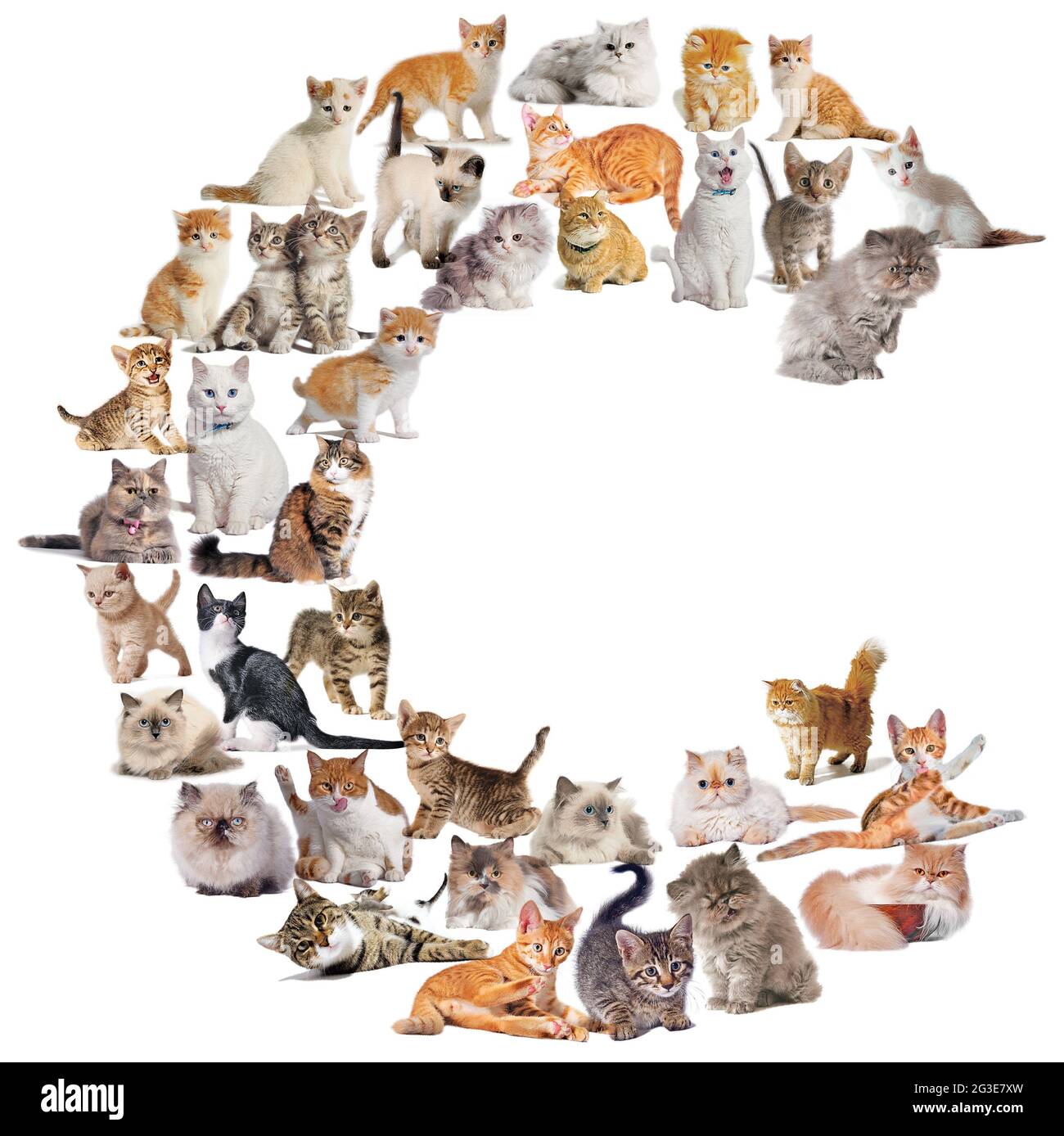 Letter design with cats, alphabet, the letter "C Stock Photo - Alamy