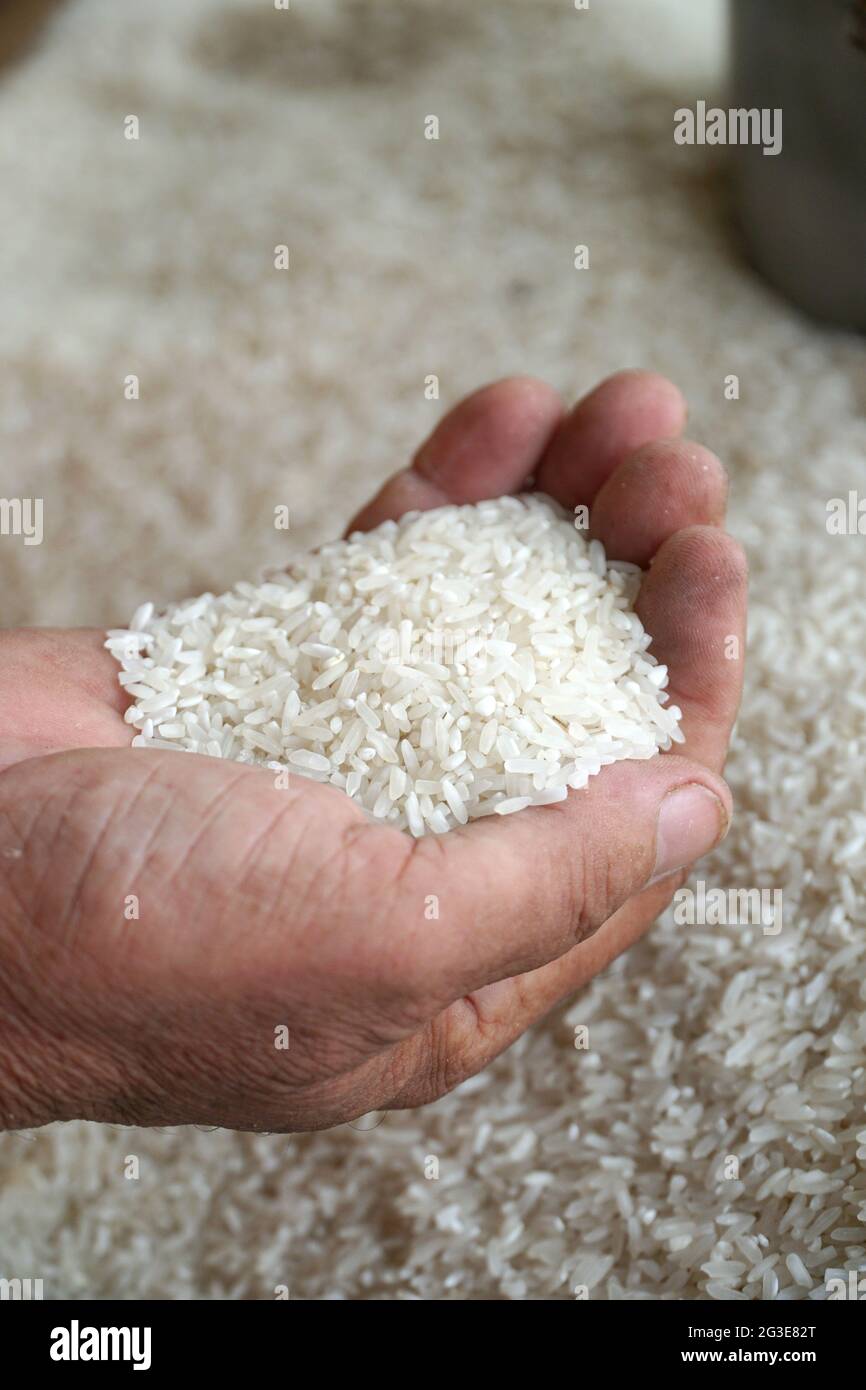 raw white rice grain at Rice Store in Traditional market in Tigaraksa ...