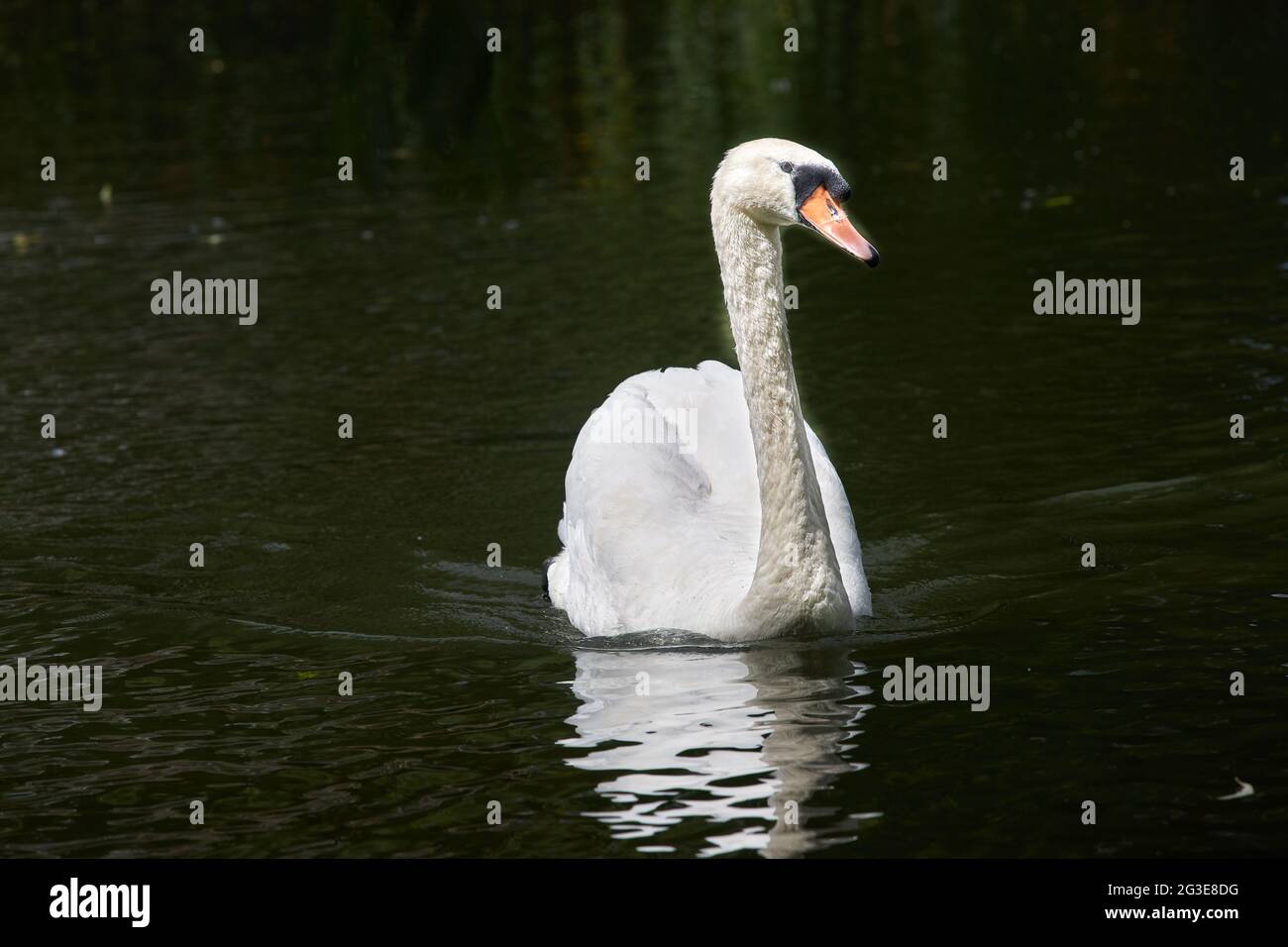 Swan rive hi-res stock photography and images - Alamy