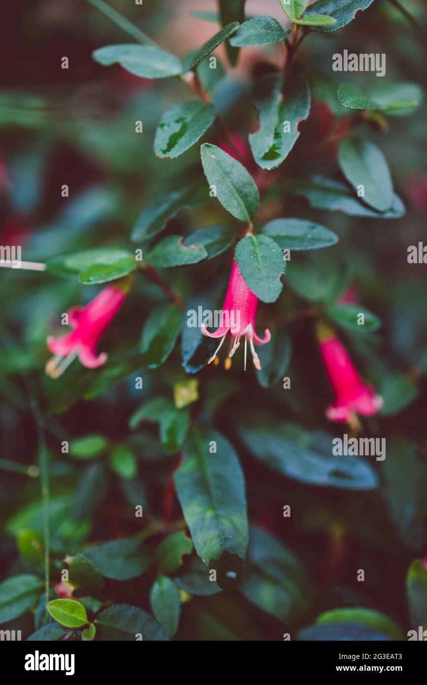 native Australian correa plant with red flowers outdoor in sunny ...
