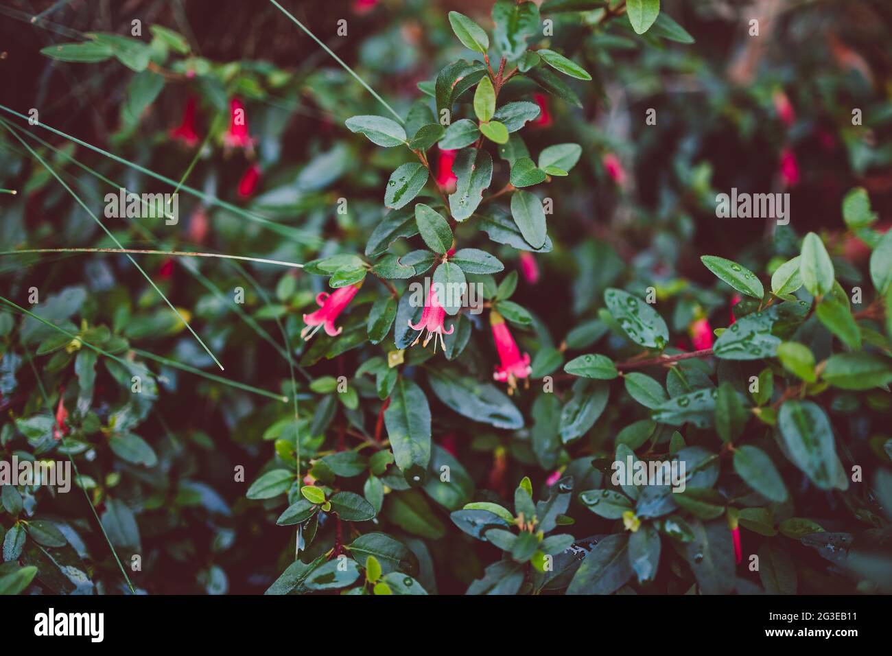 Correa flower australia hi-res stock photography and images - Alamy