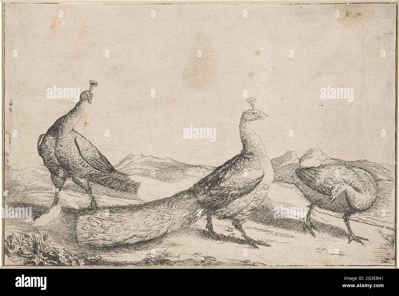 Three peacocks. Print Lower number numbered: 1 Stock Photo - Alamy