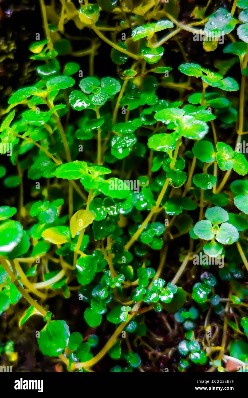 Watercress plant close-up view. Macro photography background Stock ...