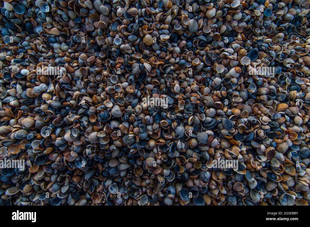 Dried seashells hi-res stock photography and images - Alamy