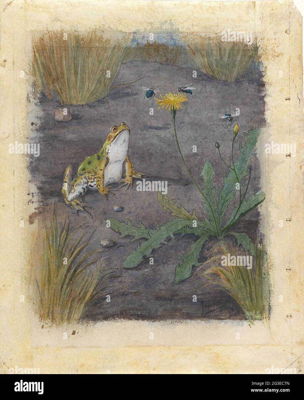 Frog by a dandelion with flies. Frog at a dandelion with flies Stock ...