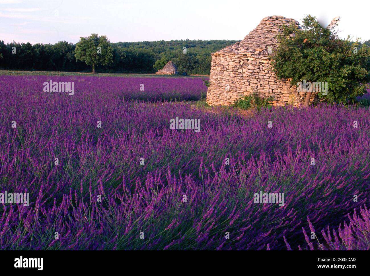 FRANCE. LANDSCAPE PARK-NATURAL-REGIONAL-OF-LUBERON MASSIF DU LUBERON ...