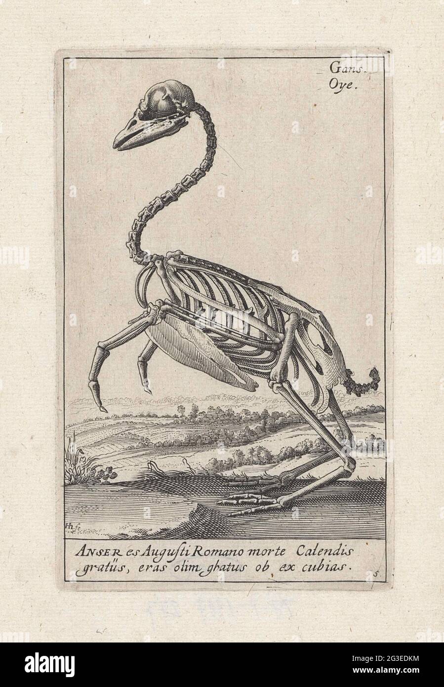 Goose skeleton hi-res stock photography and images - Alamy