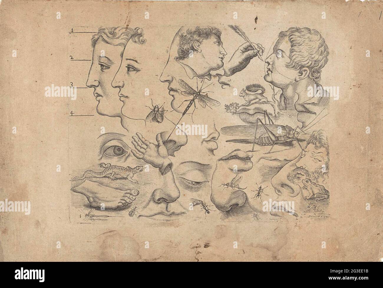 Study sheet with drawing examples: heads, body parts and animals ...