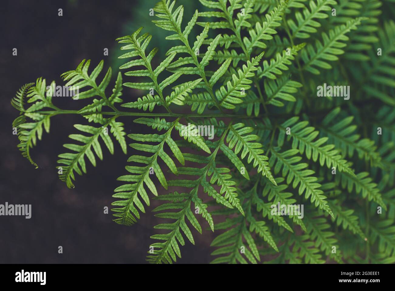close-up of green fern leaves with intricate details and geometry in ...