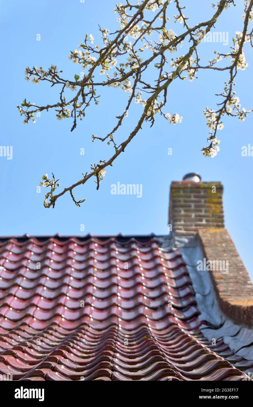 Flowering branches of a plum tree in front of a house with red glazed ...