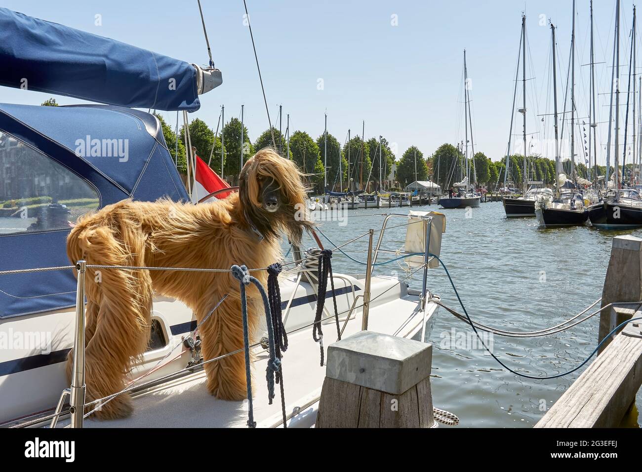 Afghan hound hair hi-res stock photography and images - Alamy