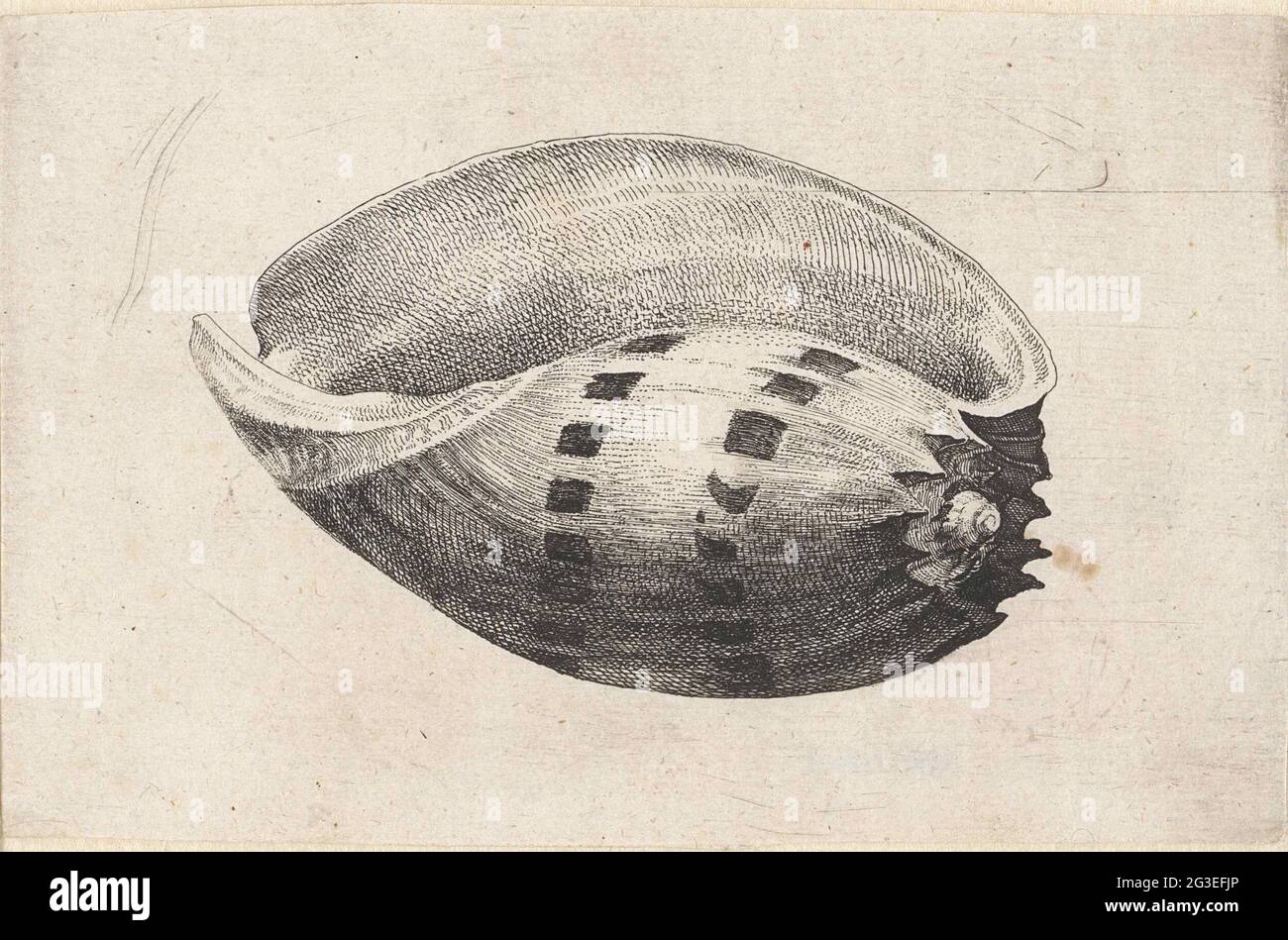 Shell, melo amphora; Shells Stock Photo - Alamy