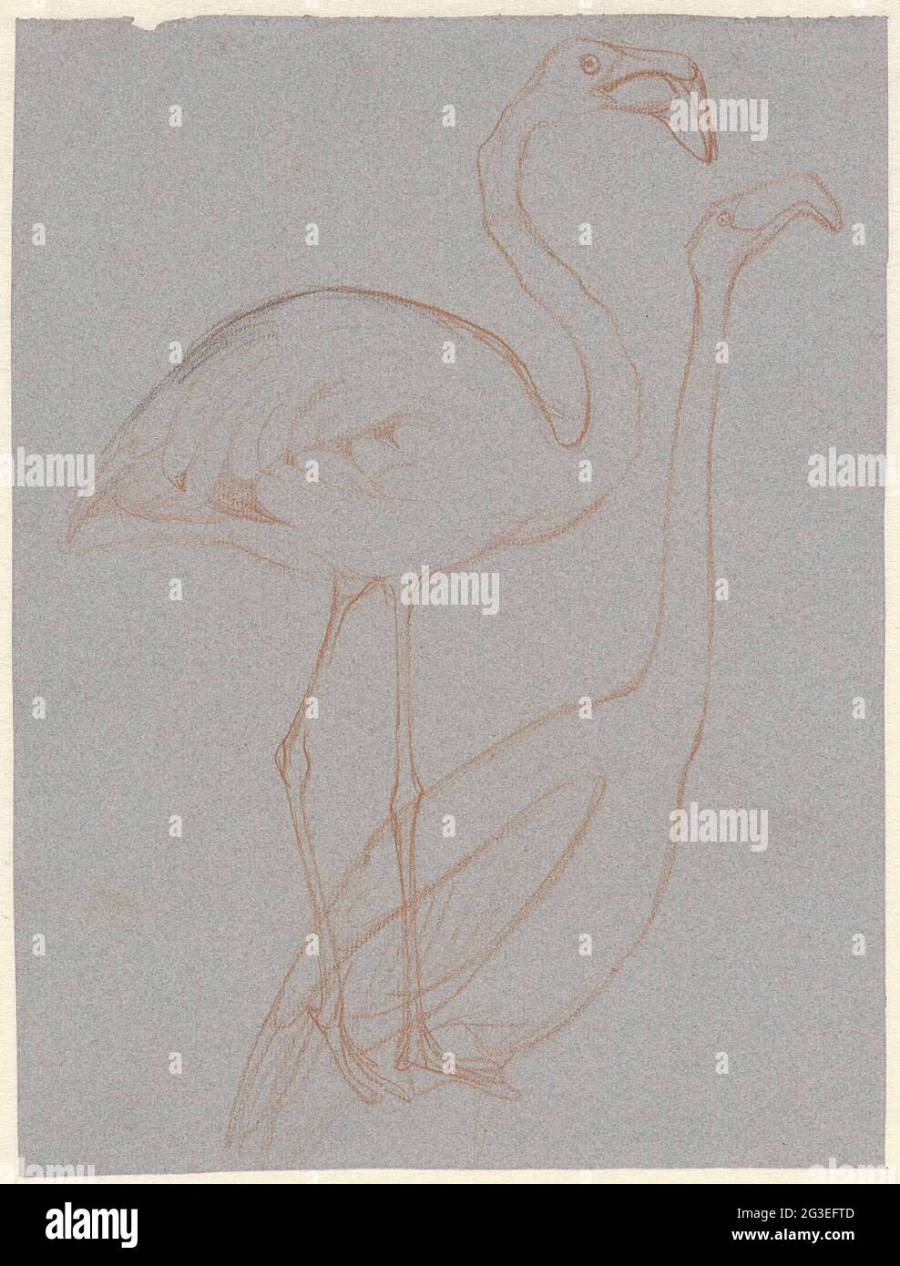 Flamingo anatomy hi-res stock photography and images - Alamy