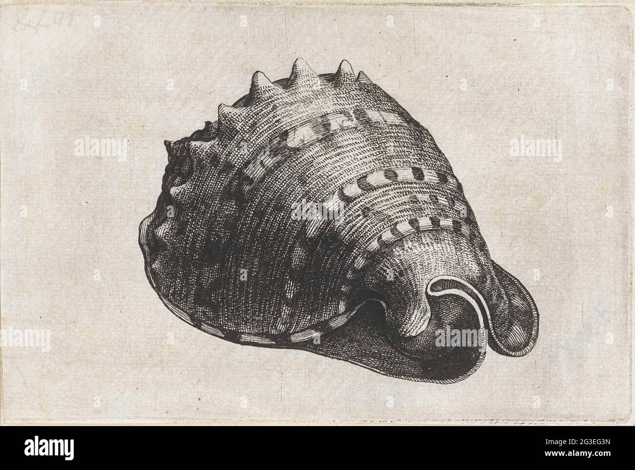 Shell, Cassis Cornuta; Shells Stock Photo - Alamy