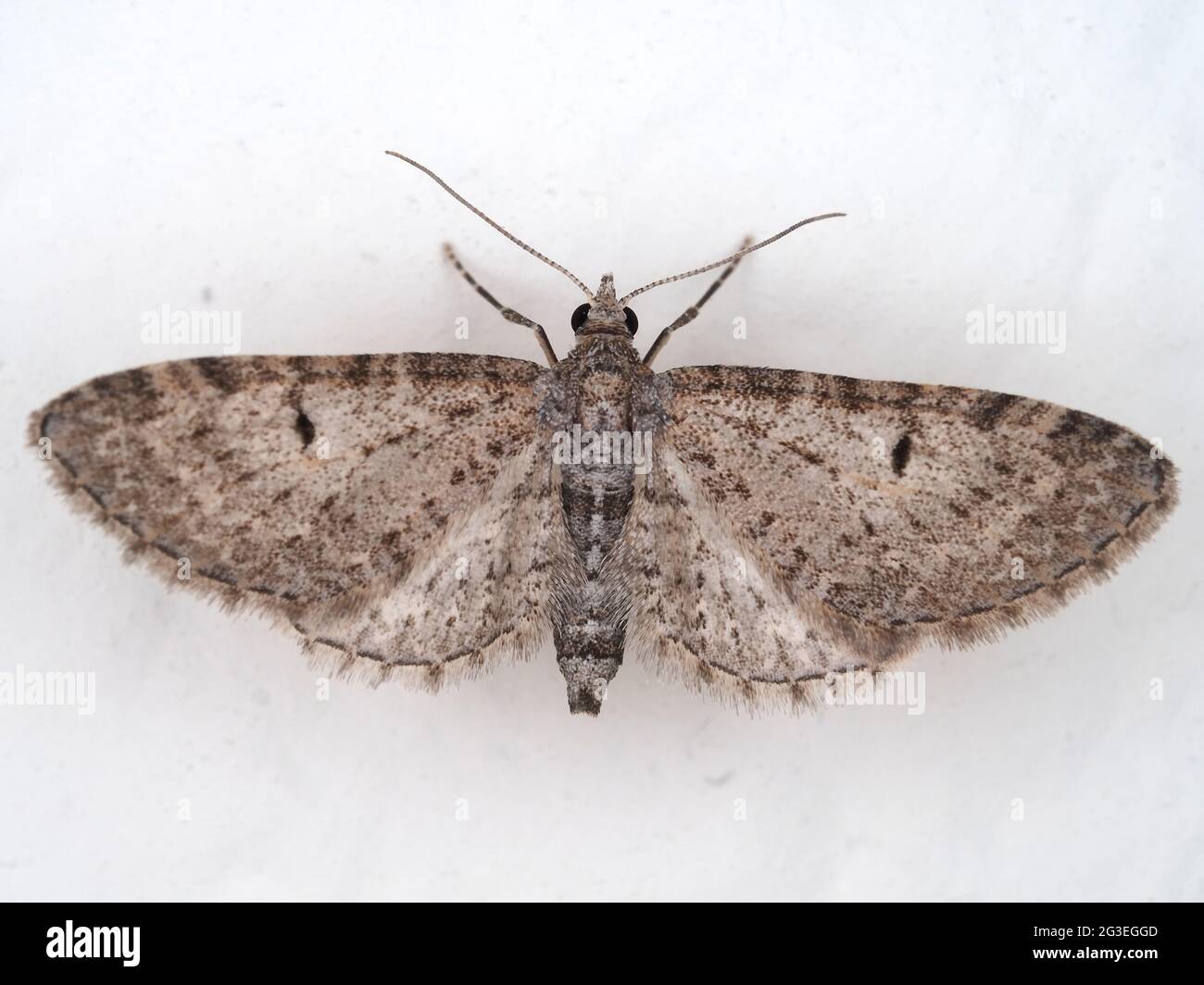 Eupithecia ravocostaliata - Tawny Eupithecia moth Stock Photo - Alamy