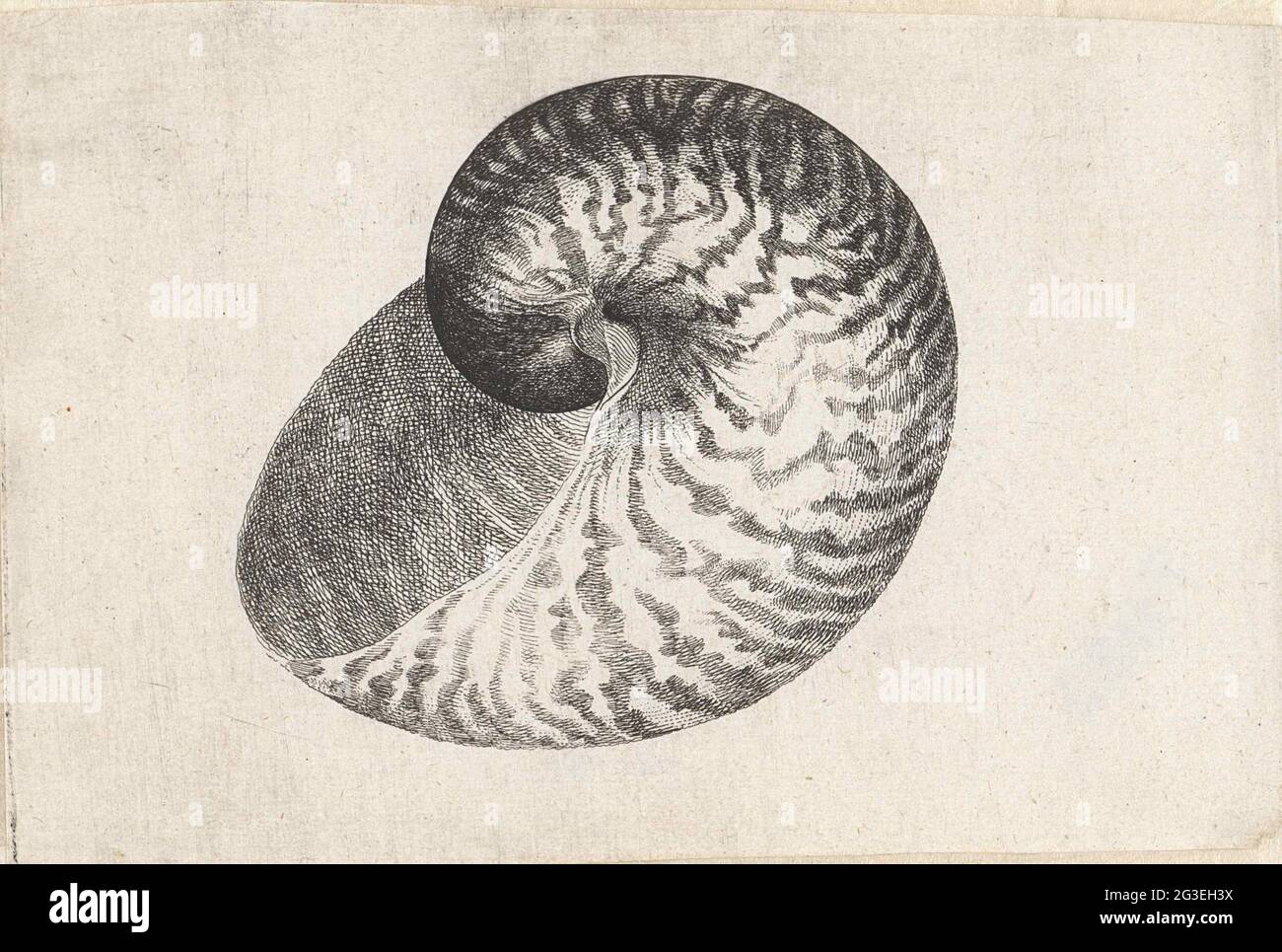 Schelke, Nautilus Pompilius; Shells Stock Photo - Alamy