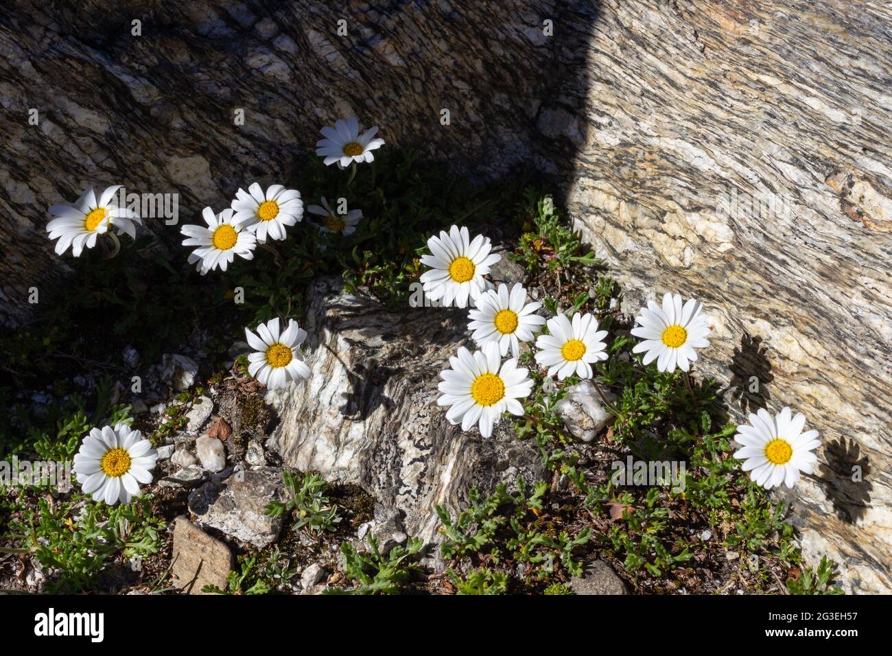 Moon daisy hi-res stock photography and images - Alamy
