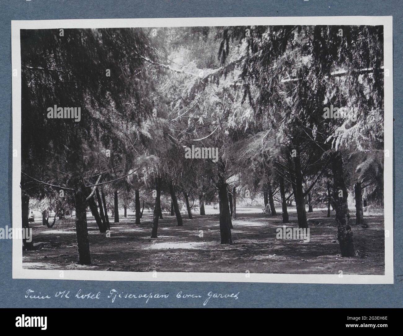 Trees in the garden of Hotel Tjisoeroepan at Garvet in Preanger. Part ...