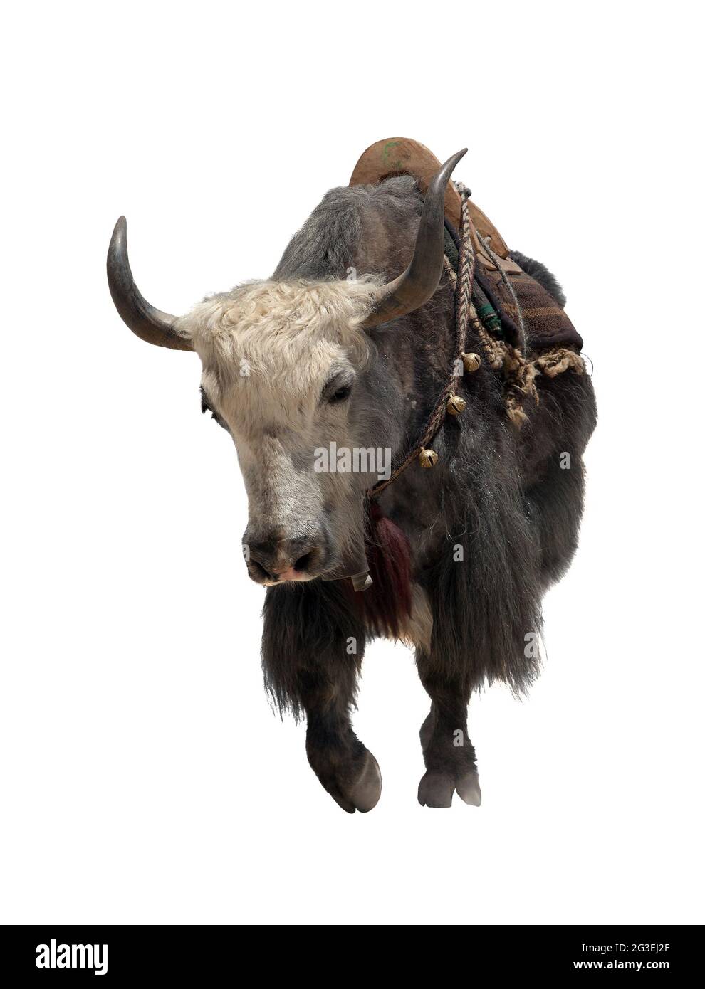 brown yak (Bos mutus) isolated on white background Stock Photo - Alamy