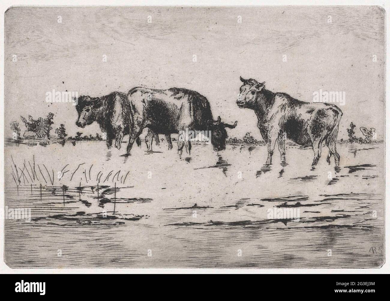 Cows in a flooded pasture Stock Photo - Alamy