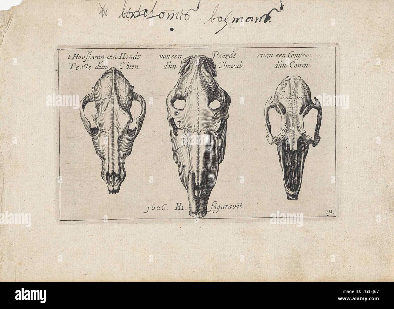 Three skeletons of animal heads; Animal skeletons. Three skeletons of ...
