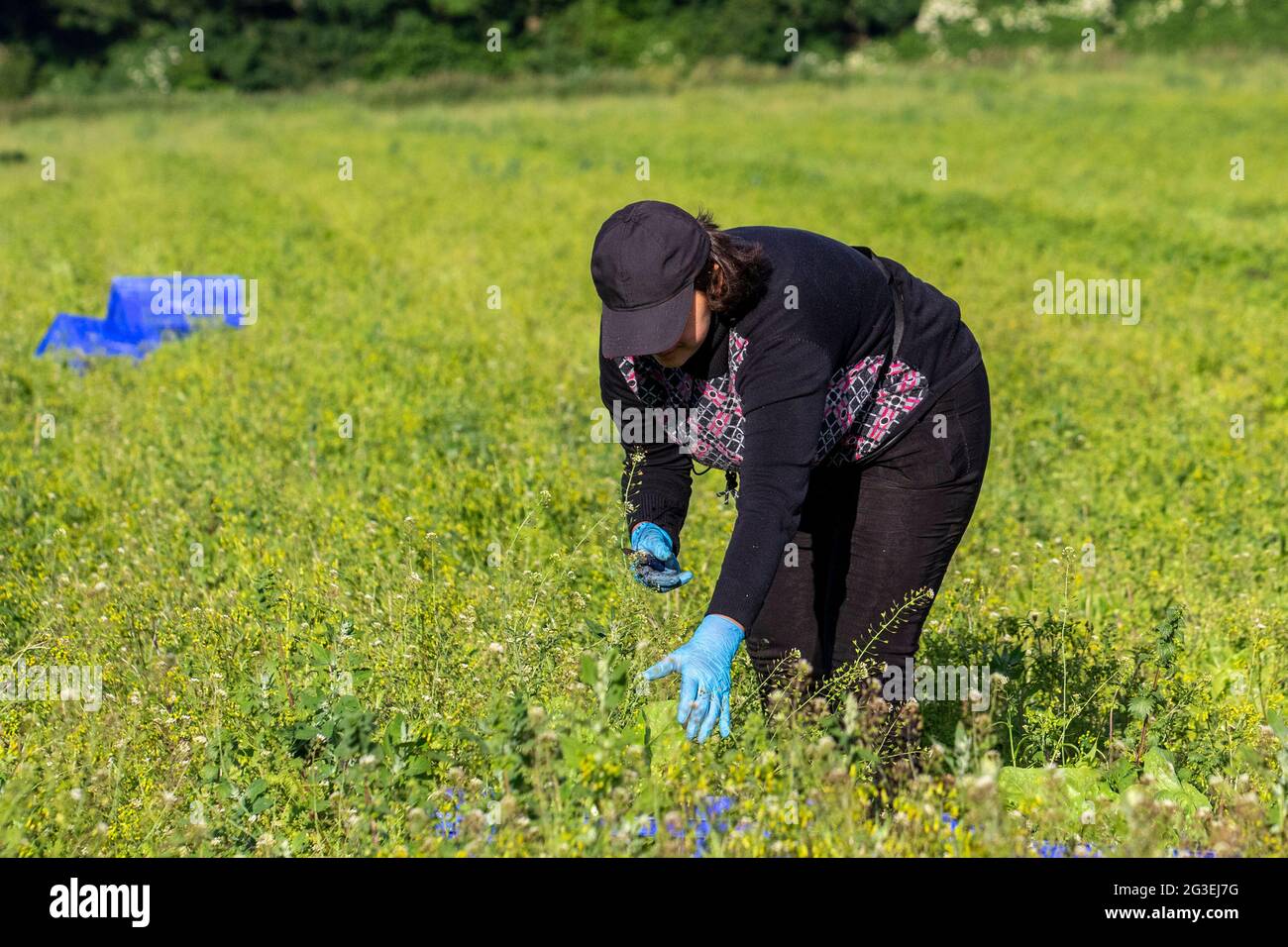Woman work farm uk crops hi-res stock photography and images - Alamy