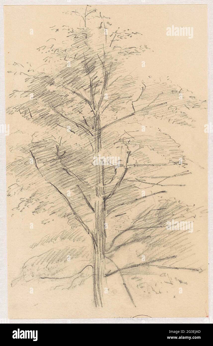 Study of a tree Stock Photo - Alamy