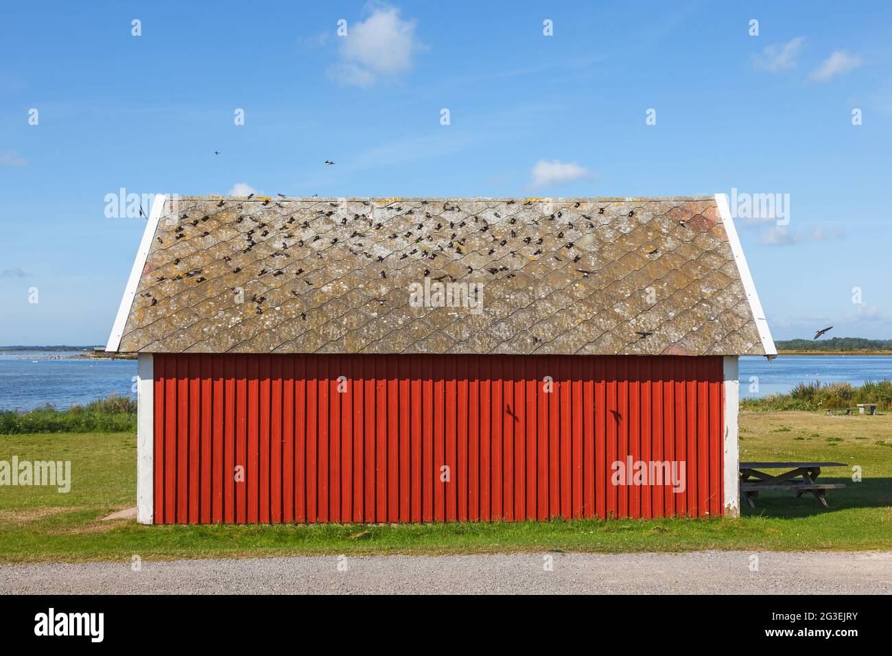 Red cottage at the seashore with the House Martins on the roof Stock ...