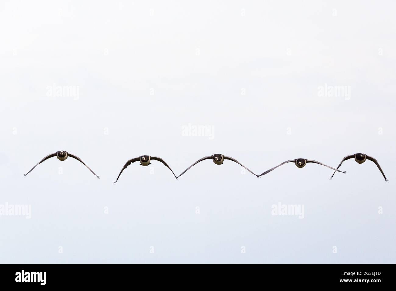 Barnacle goose flying in the sky Stock Photo - Alamy