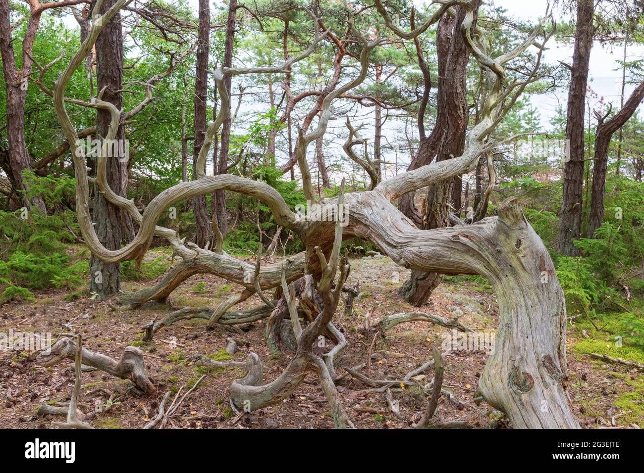 Old gnarled pine trees in a primeval forest Stock Photo - Alamy