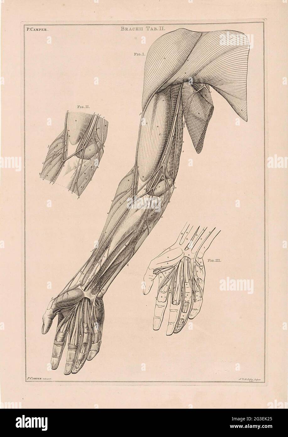 Anatomy of the arm, hand and shoulder with numbers; Brachii tab. II ...