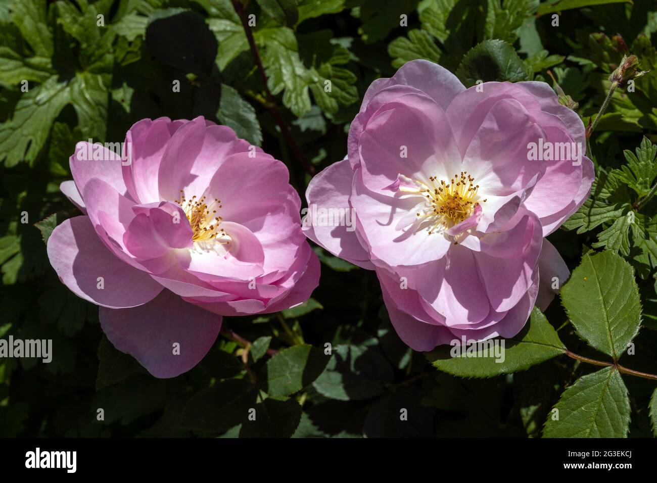 Two pale pink single roses Stock Photo - Alamy