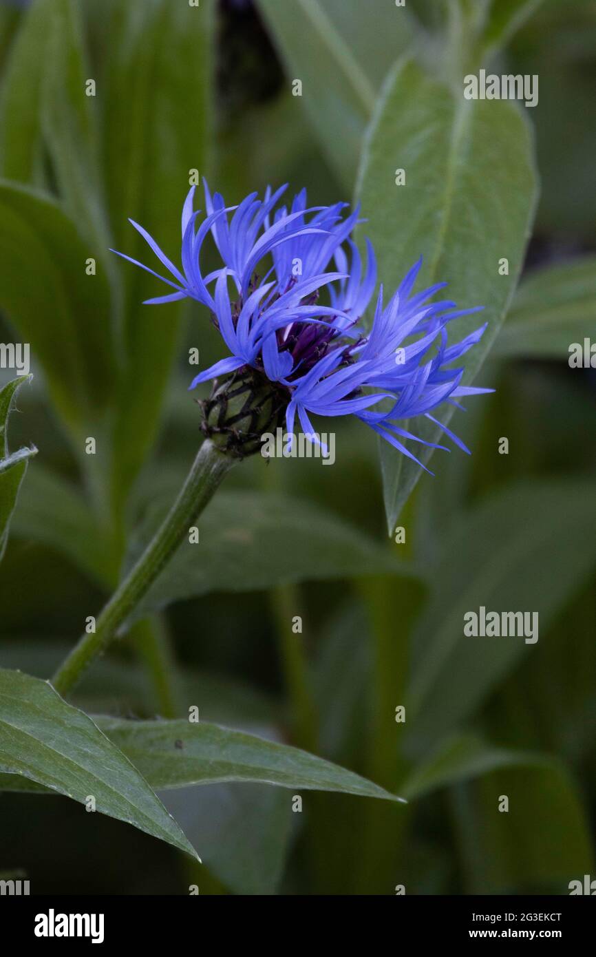 Cornflower blue single flower hi-res stock photography and images - Alamy