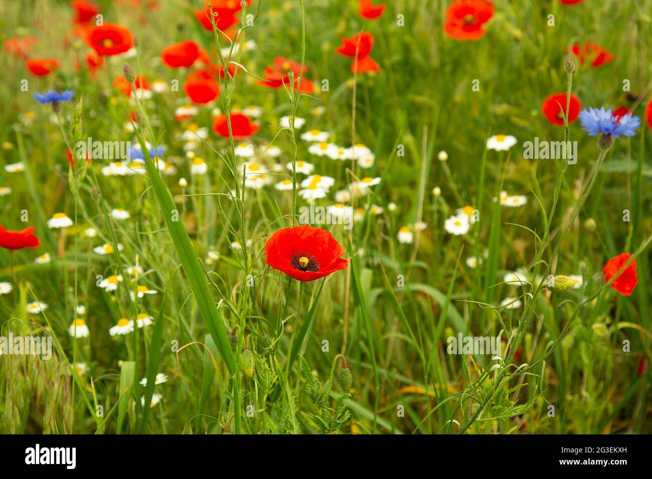 Field, various, wild flowers on the field. Daisies, cornflowers ...