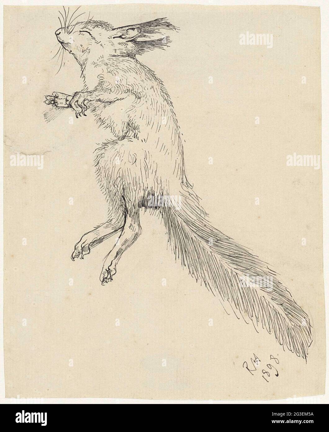 Dead squirrel Stock Photo - Alamy