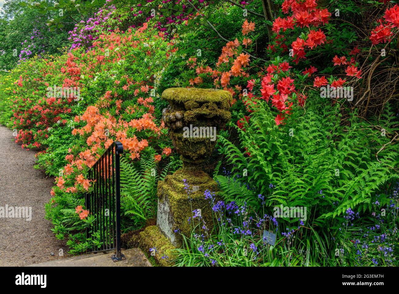 Rhododendrons in bloom at Dawyck Botanical Gardens, near Peebles ...