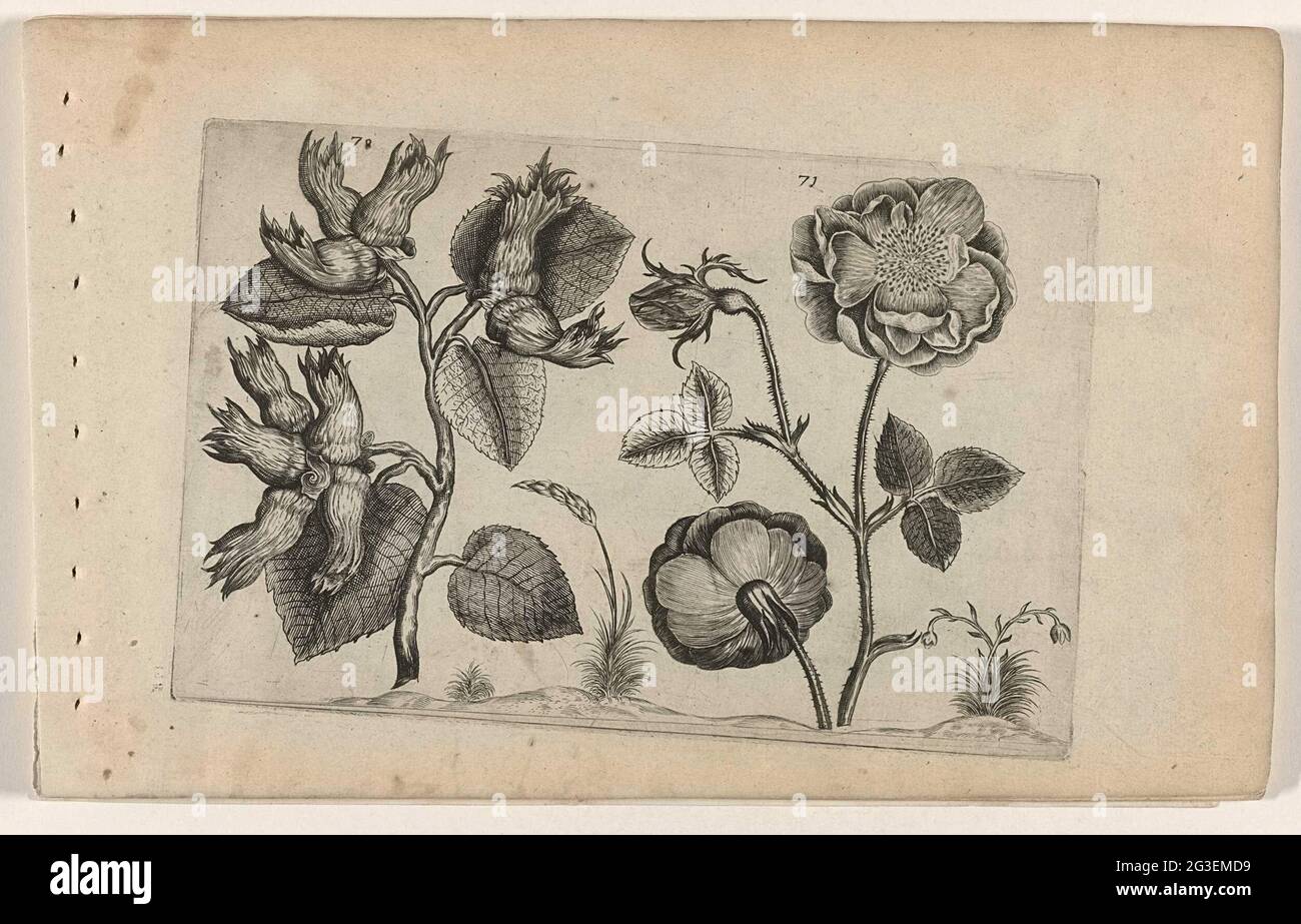 Hazel and rose; Cognoscite Lilia. Hazel (Corylus Avellana) and rose ...