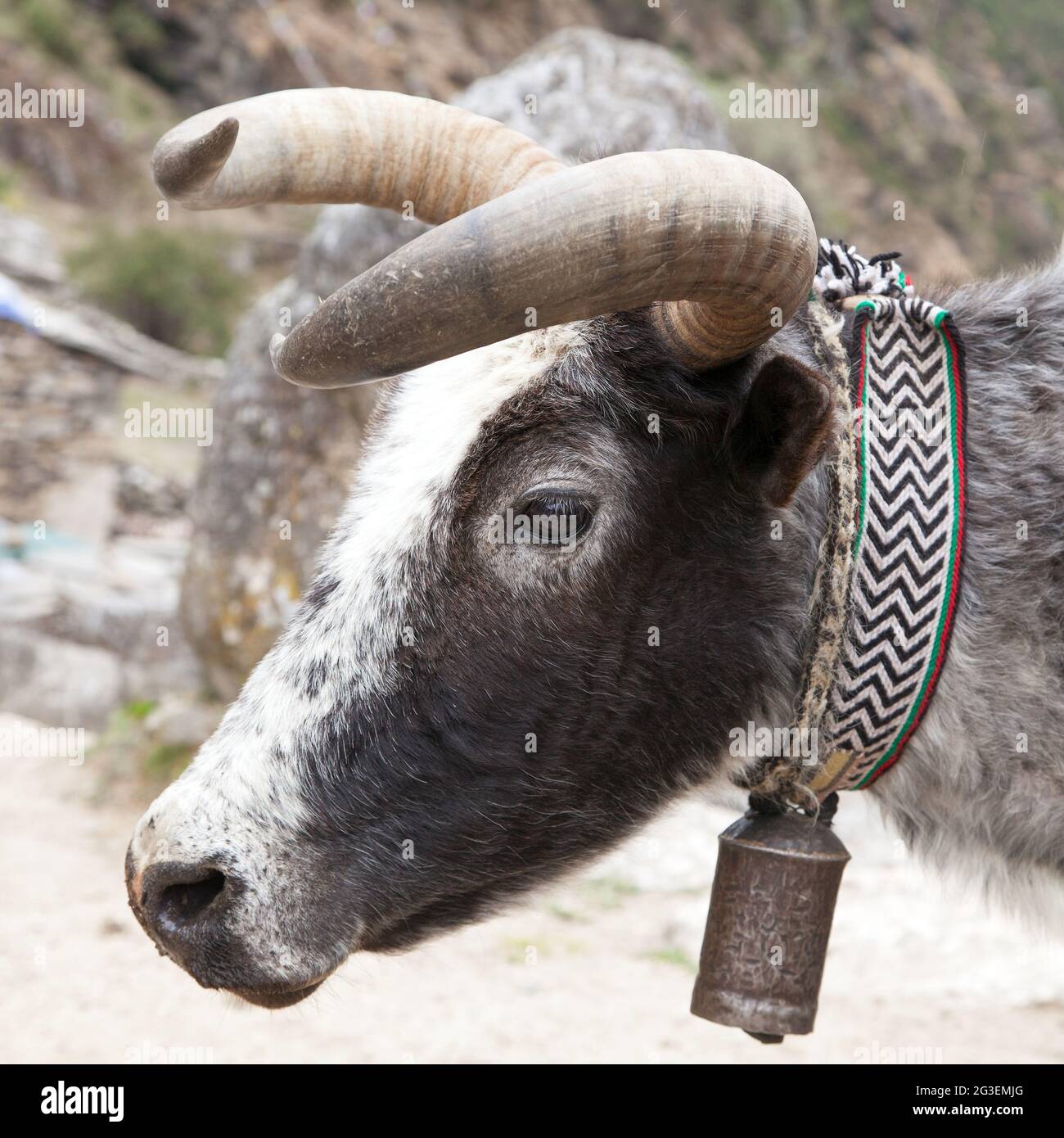 head of yak (Bos mutus) with bell Stock Photo - Alamy